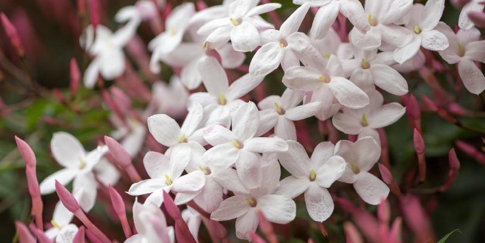 Persian-Rose-Header-Banner_1200x1200.jpg?v=1623357774